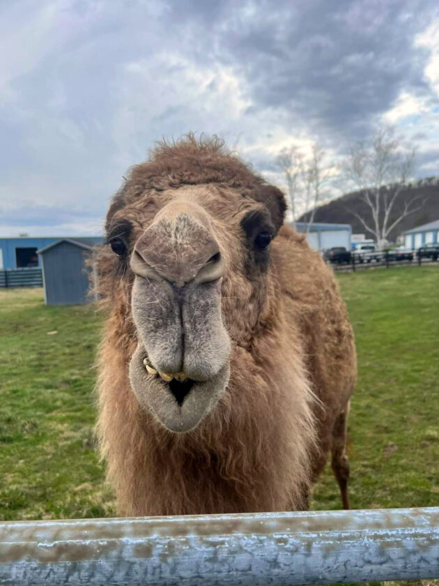 Bald Eagle Valley Church to hold Live Nativity performances beginning ...